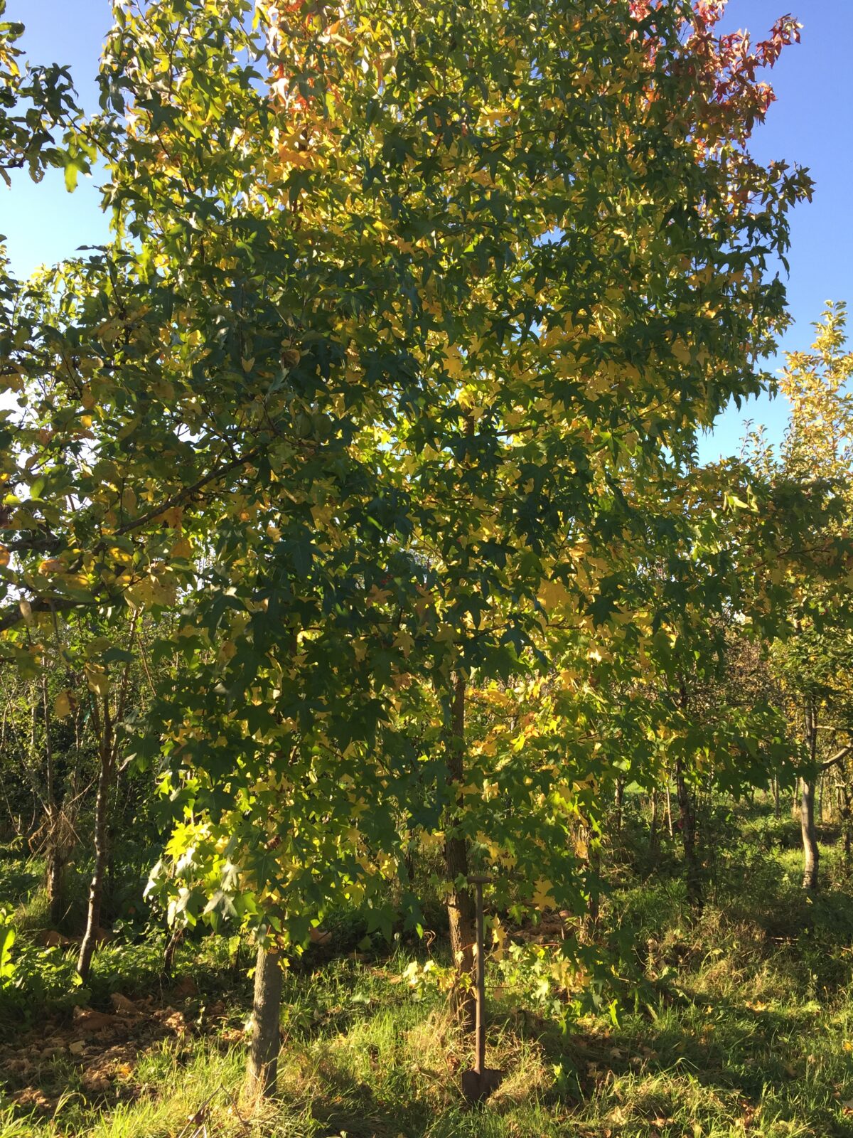 Laan- en sierbomen – Floris natuurlijke bomen