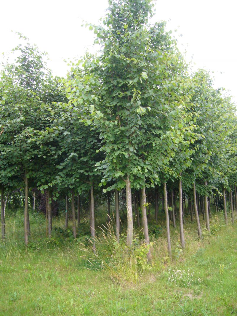 Laan- en sierbomen – Floris natuurlijke bomen